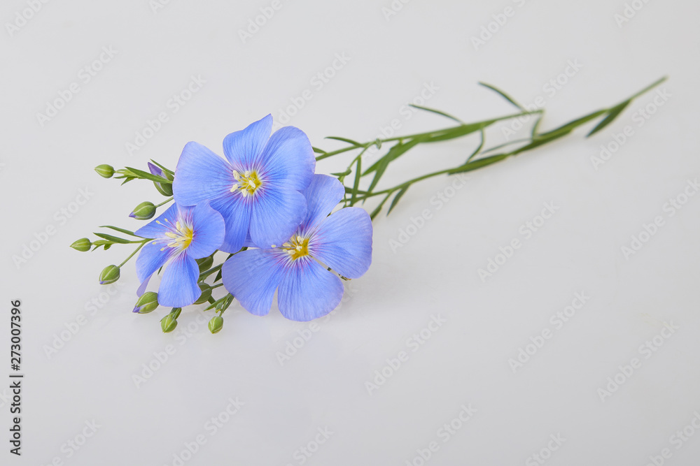 Blue Flax flowers isolated on white backgrounds. (Linum usitatissimum ...