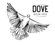 Dove Line Drawing Free Stock Photo - Public Domain Pictures