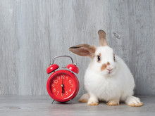 Rabbit And Clock Free Stock Photo - Public Domain Pictures