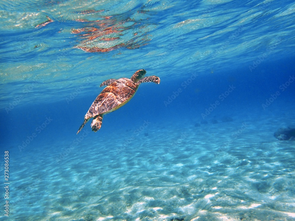 Sea turtles, sometimes called marine turtles, are reptiles of the order ...