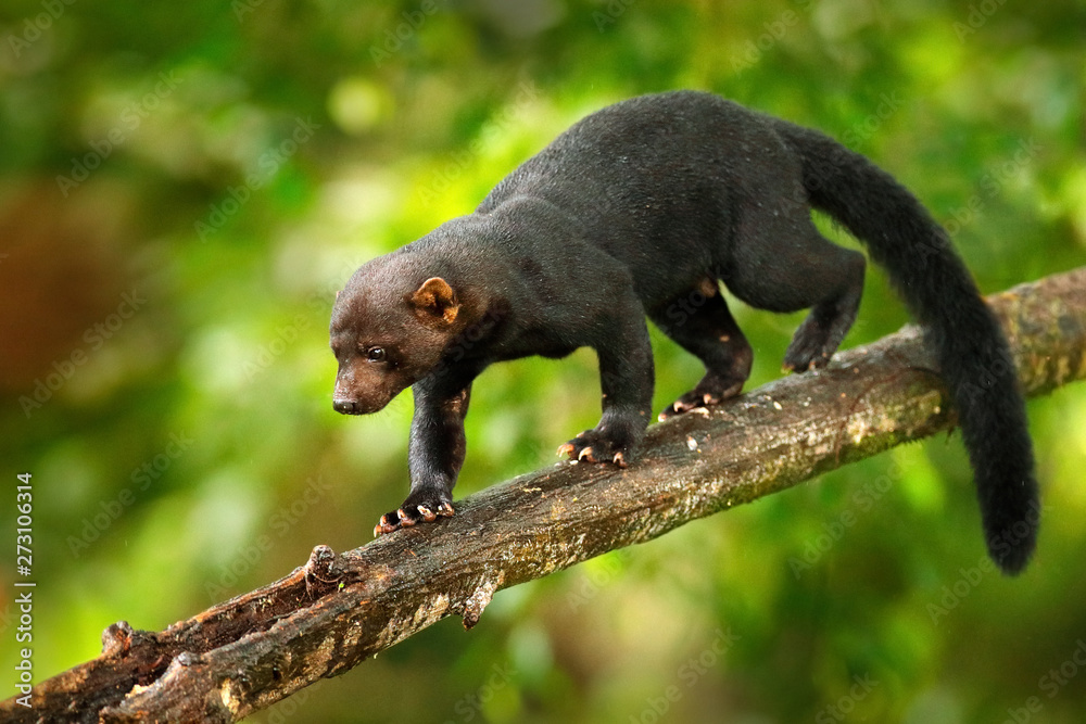 ภาพถ่าย Stock Tayra, Eira barbara, omnivorous animal from the weasel ...