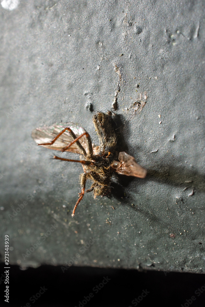 Dead Insect Closeup on texture background - contrasting lighting ...