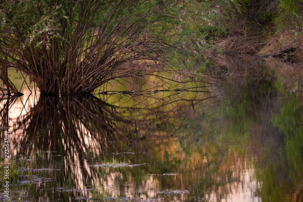 willow trees in water at sunset. Its pliant branches yield osiers for ...