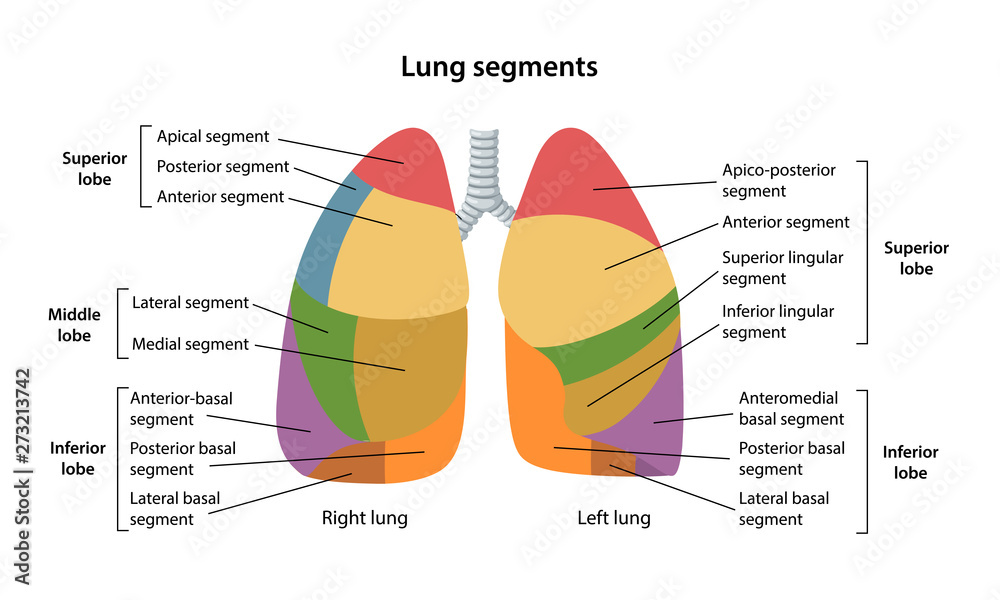 Bronchopulmonary Segments