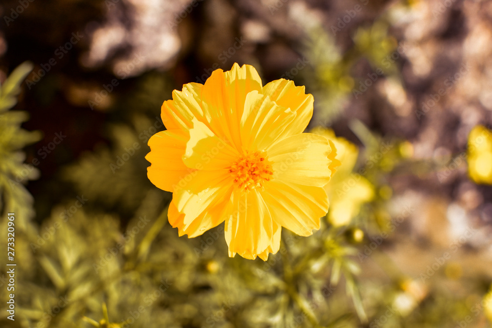 yellow flowers . from Buntu Burake Jesus Statue Makale, Tana Toraja ...