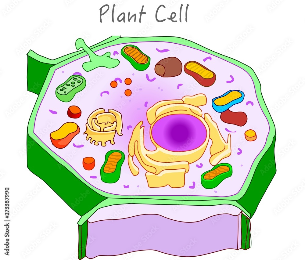 Plant cell structure. Plant cell parts diagram. Diagram with computer ...