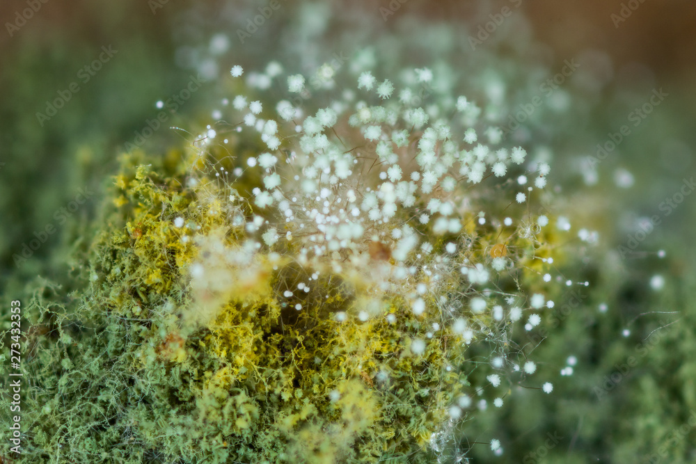 Aspergillus mold on ground in cave in Virginia Stock Photo | Adobe Stock