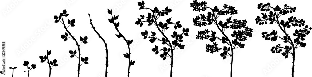 Silhouette of two year life cycle of blackberry plant. Growth stages ...