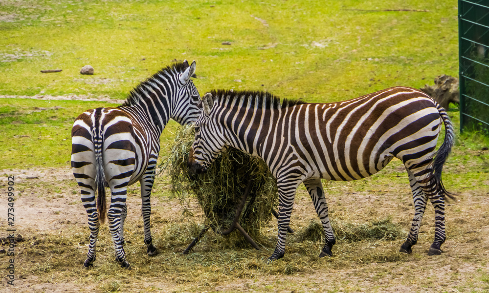 two grant's zebras eating hay from the crib, animal feeding, near ...
