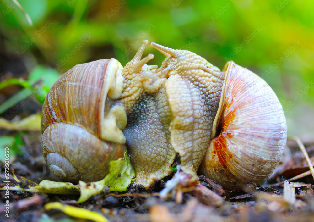 Love making snails couple on garden. Closeup of mating animals ...