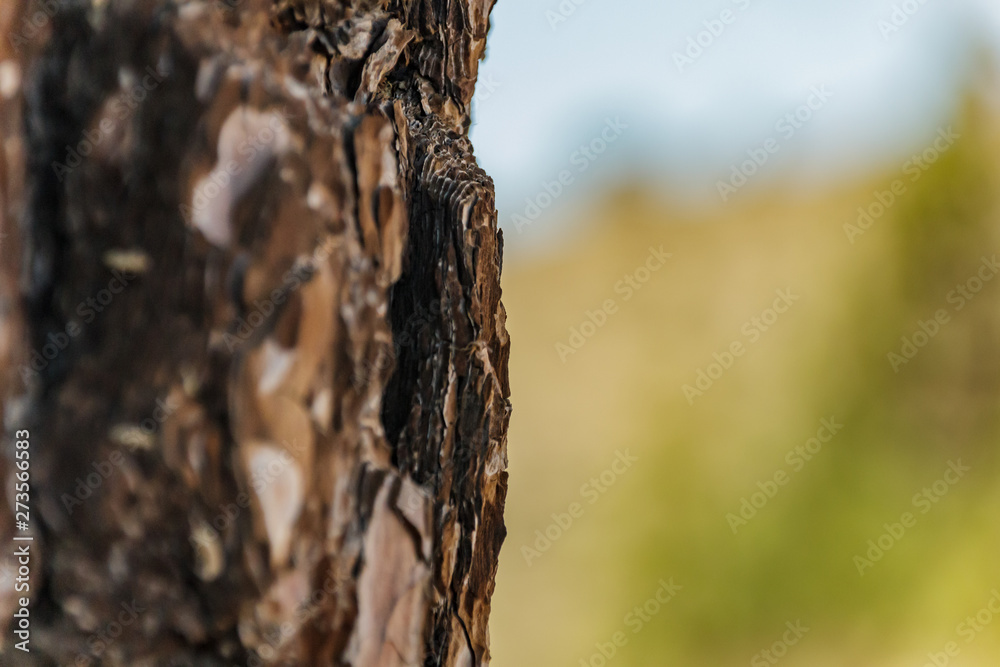 Close up of the bark of old Canarian pine tree, also known as Pinus ...