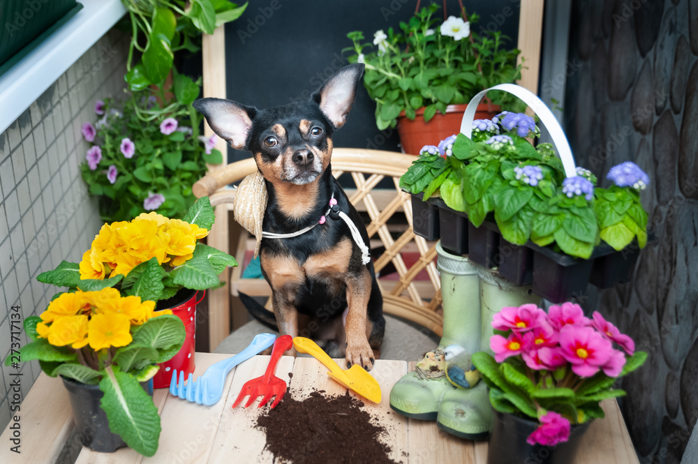 Dog plants flowers, a pet surrounded by flowers and garden tools, an ...