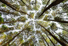 Upward View Into A Pine Tree Free Stock Photo - Public Domain Pictures
