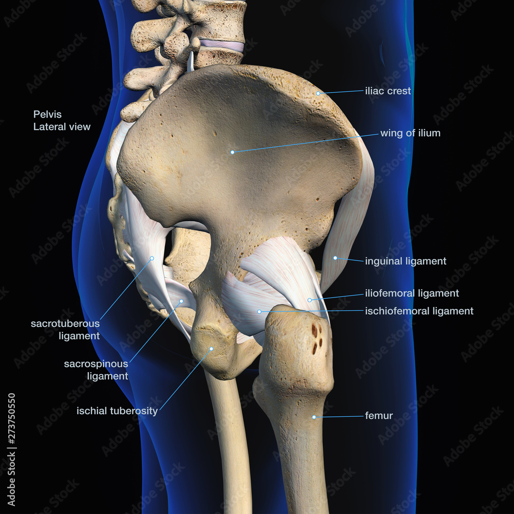 Pelvic and Hip Ligaments, Labeled Side View on Black Stock Illustration ...