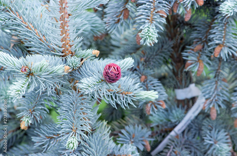 Beautiful young pink cones on blue spruce. Silver blue spruce in ...