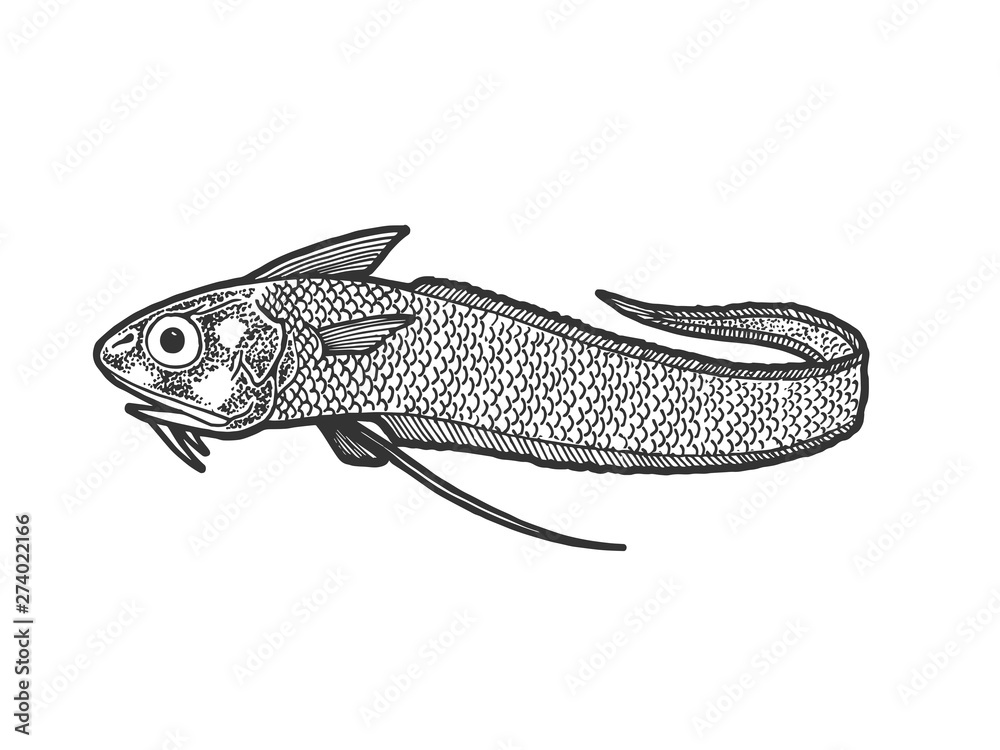 Giant grenadier fish sketch line art engraving vector illustration ...
