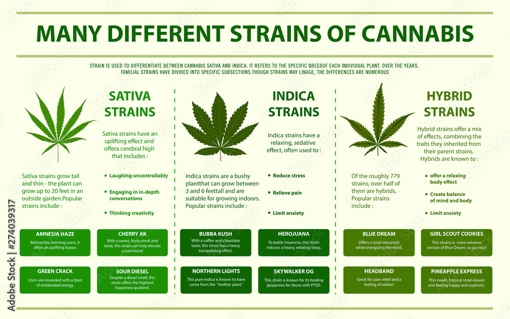 เวกเตอร์ Stock Many Different Strains of Cannabis horizontal ...