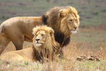 Two Lions Free Stock Photo - Public Domain Pictures