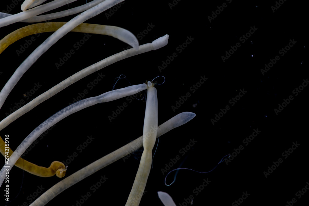 The study of Acanthocephala is a phylum of parasitic worms known as ...