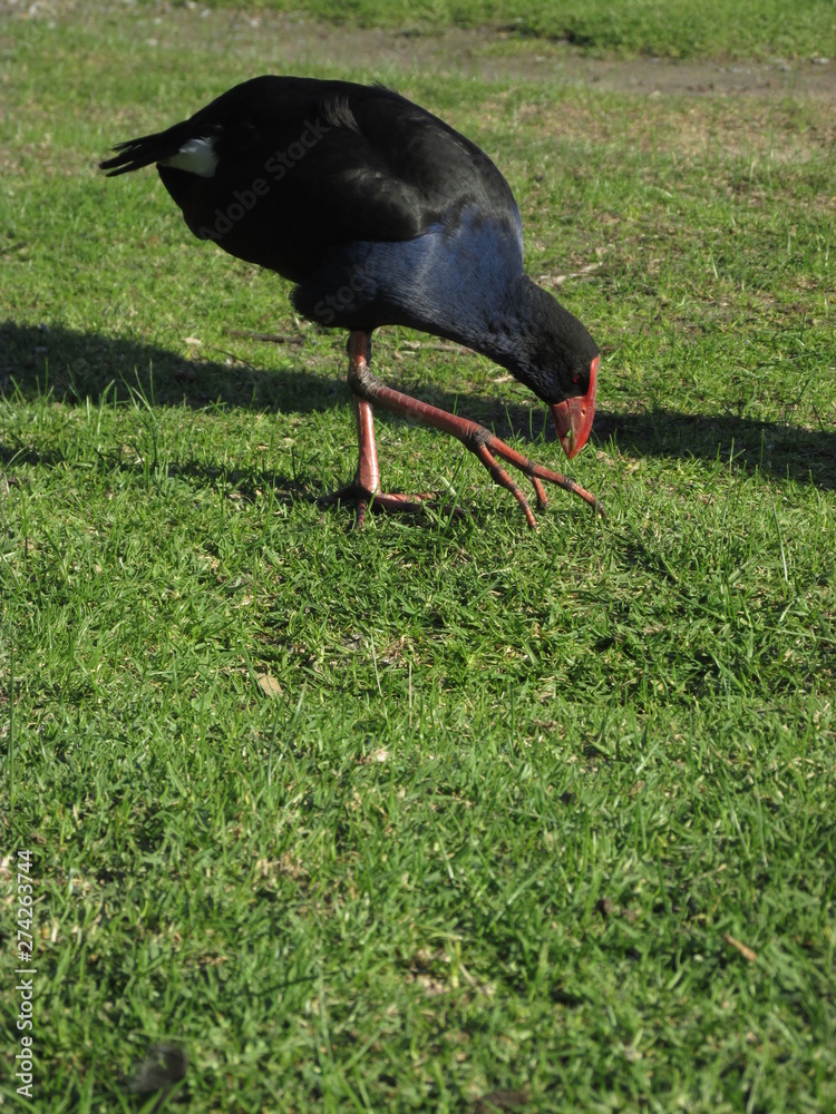 An adult Pukeko foraging for food. They occurs in Australia, Eastern ...
