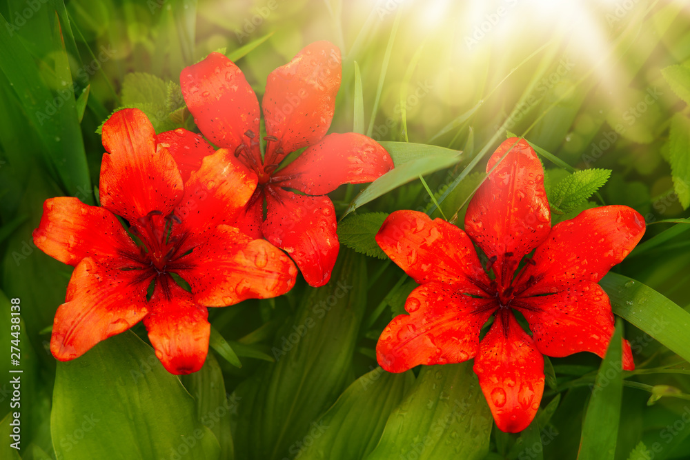 Three red lilies in the meadow after the rain. Summer flowers in green ...