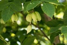 American Bladdernut Leaves Free Stock Photo - Public Domain Pictures
