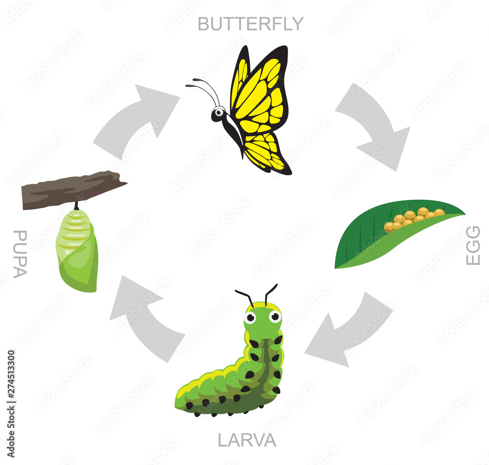 Butterfly Pupa Larva Life Cycle Vector Illustration Background Stock ...
