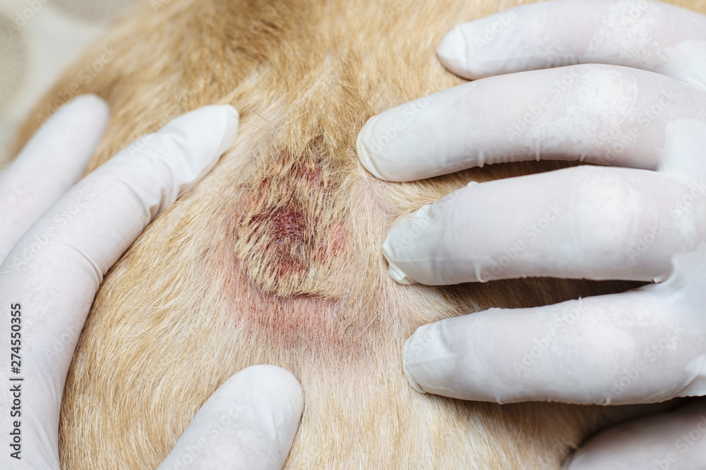 Stock-Foto „Dermatological problems of the skin in soyak. Open wound in ...