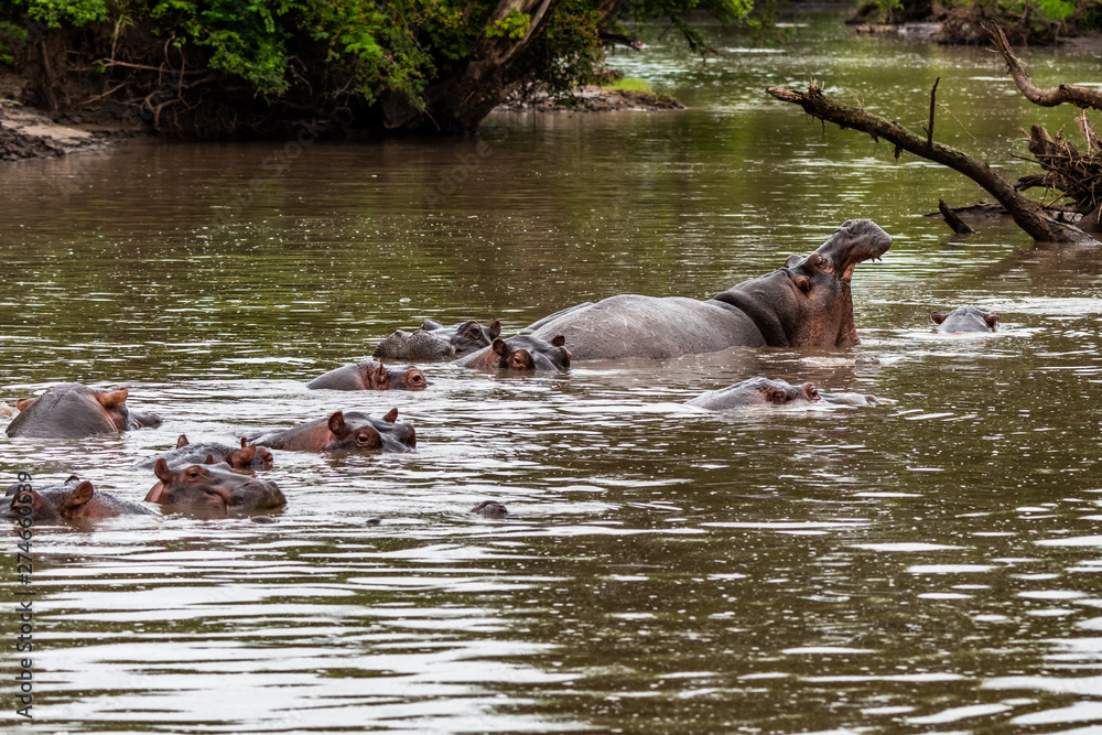 Hippo with open muzzle in the water. African Hippopotamus, Hippopotamus ...