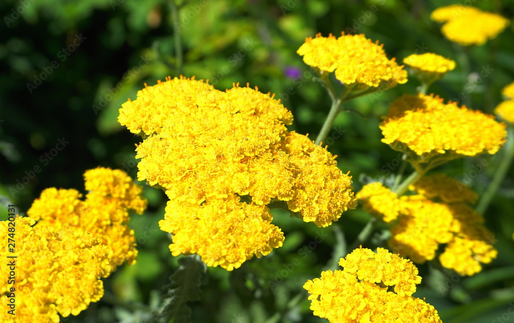 Fotografie Achillea millefolium plant topped by flat, bright gold ...