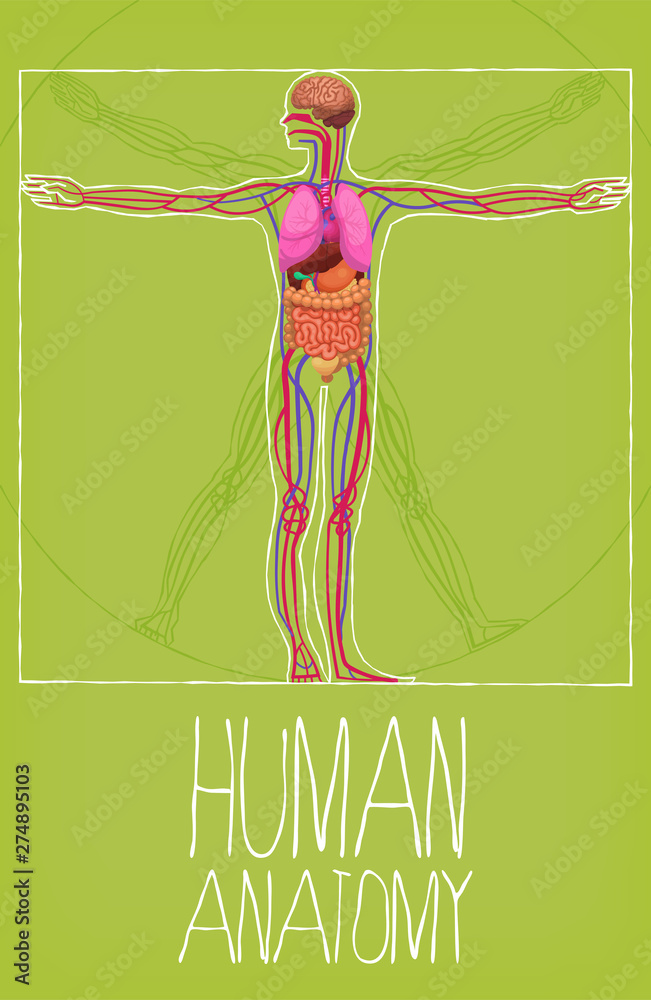 Human body organs poster. Vetruvian man proportions and display of ...