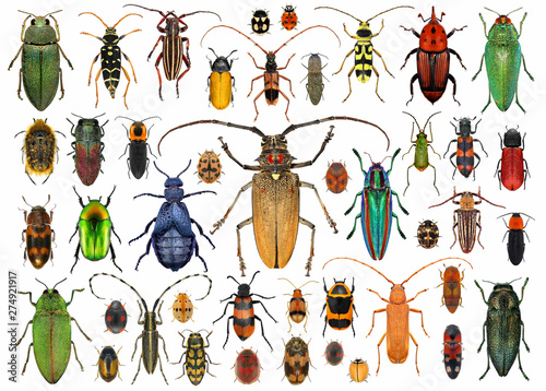 Beetles (Coleoptera). Set of beetles isolated on a white background ...