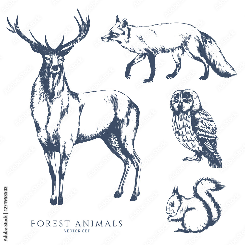 Deer, owl, squirrel and fox monochrome hand drawn sketch. Wildlife ...