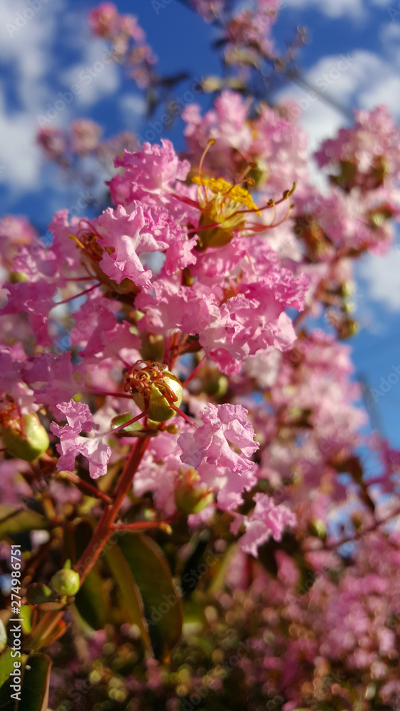 Lagerstroemia Indica Crespón Árbol De Júpiter Stock Photo | Adobe Stock