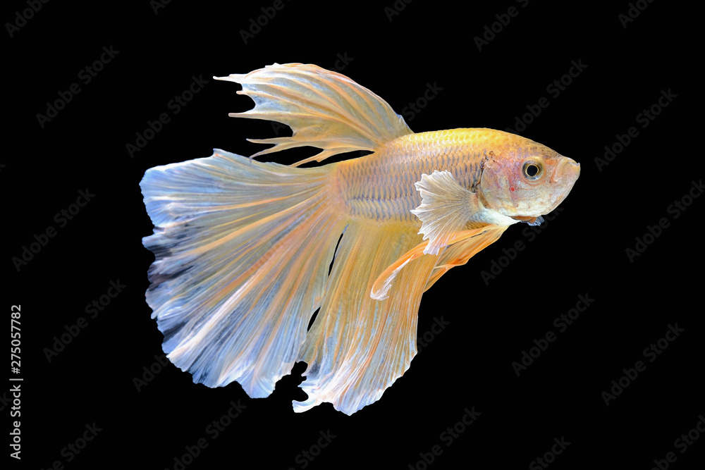 Foto de Stock Betta Siamese fighting fish, Betta splendens Pla-kad ...