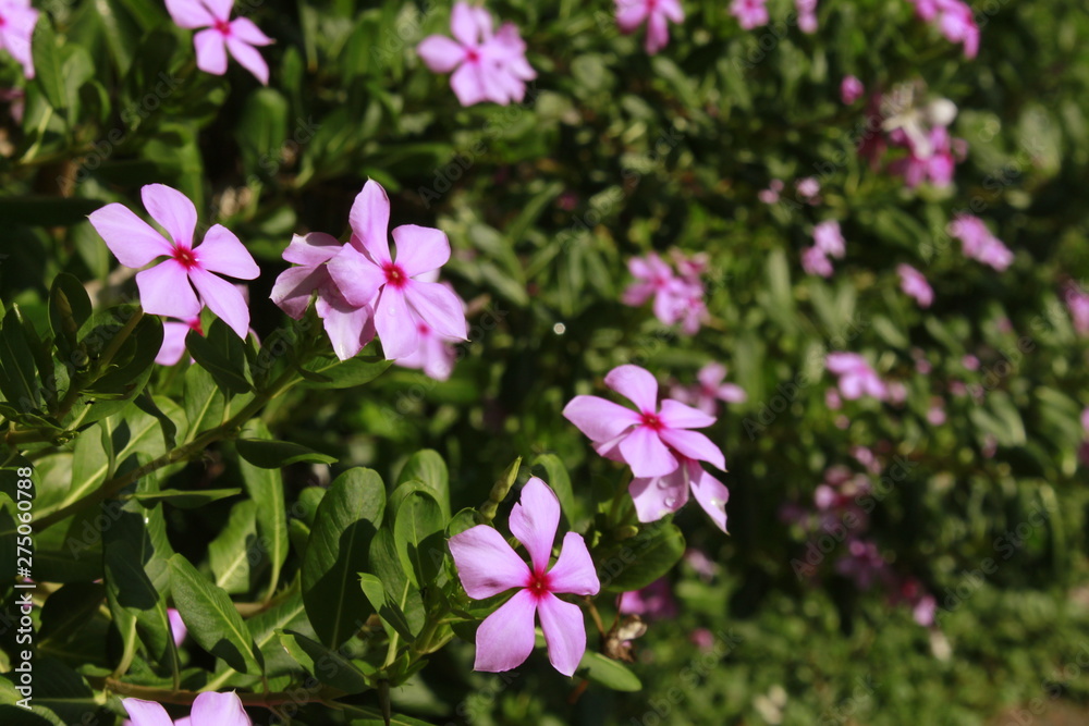 Madagascar rosy periwinkle (Catharanthus roseus) flower in garden ...