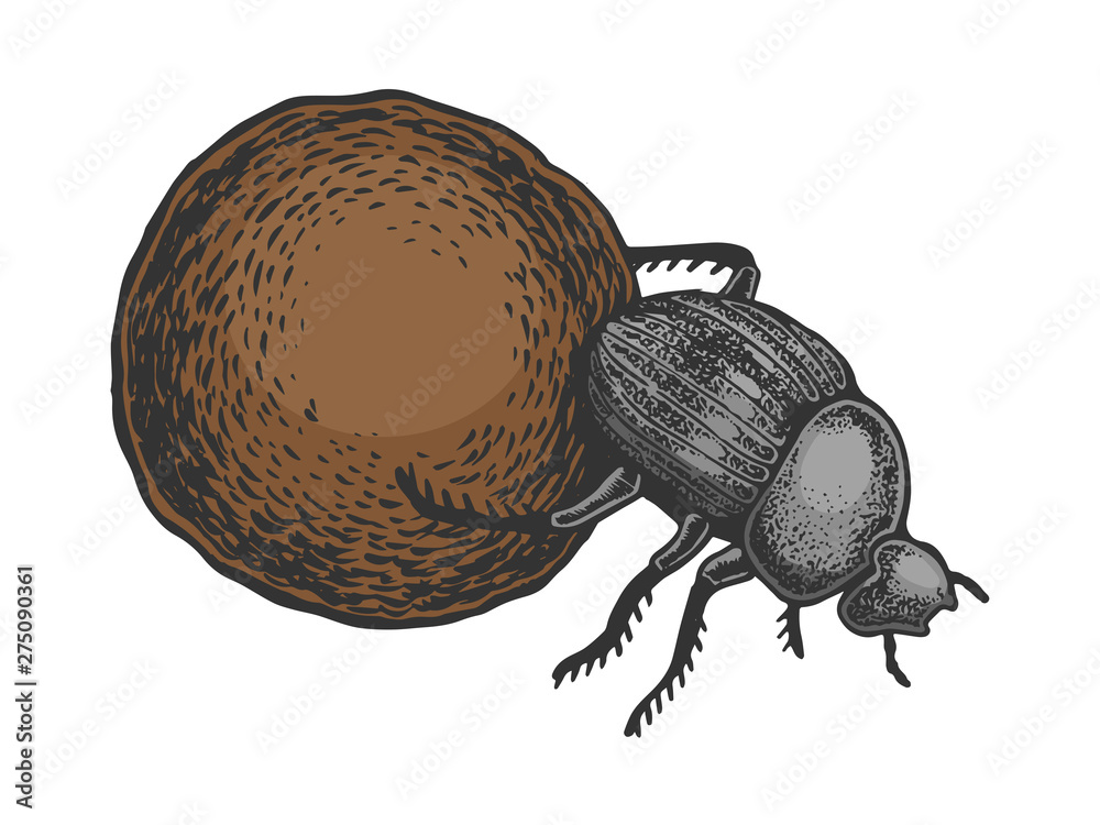 Dor beetle bug insect animal color sketch engraving vector illustration ...
