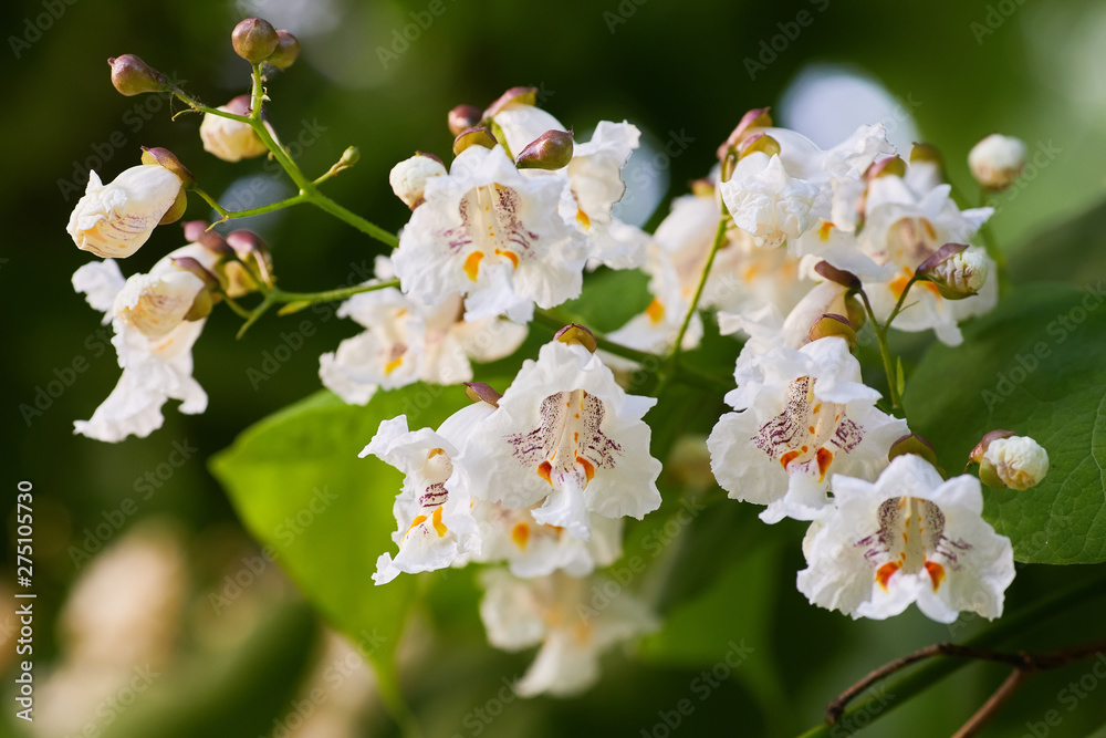 Catalpa bignonioides flowers, also known as southern catalpa, cigartree ...