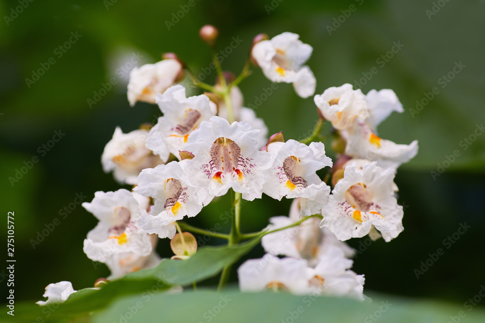 Catalpa bignonioides flowers, also known as southern catalpa, cigartree ...