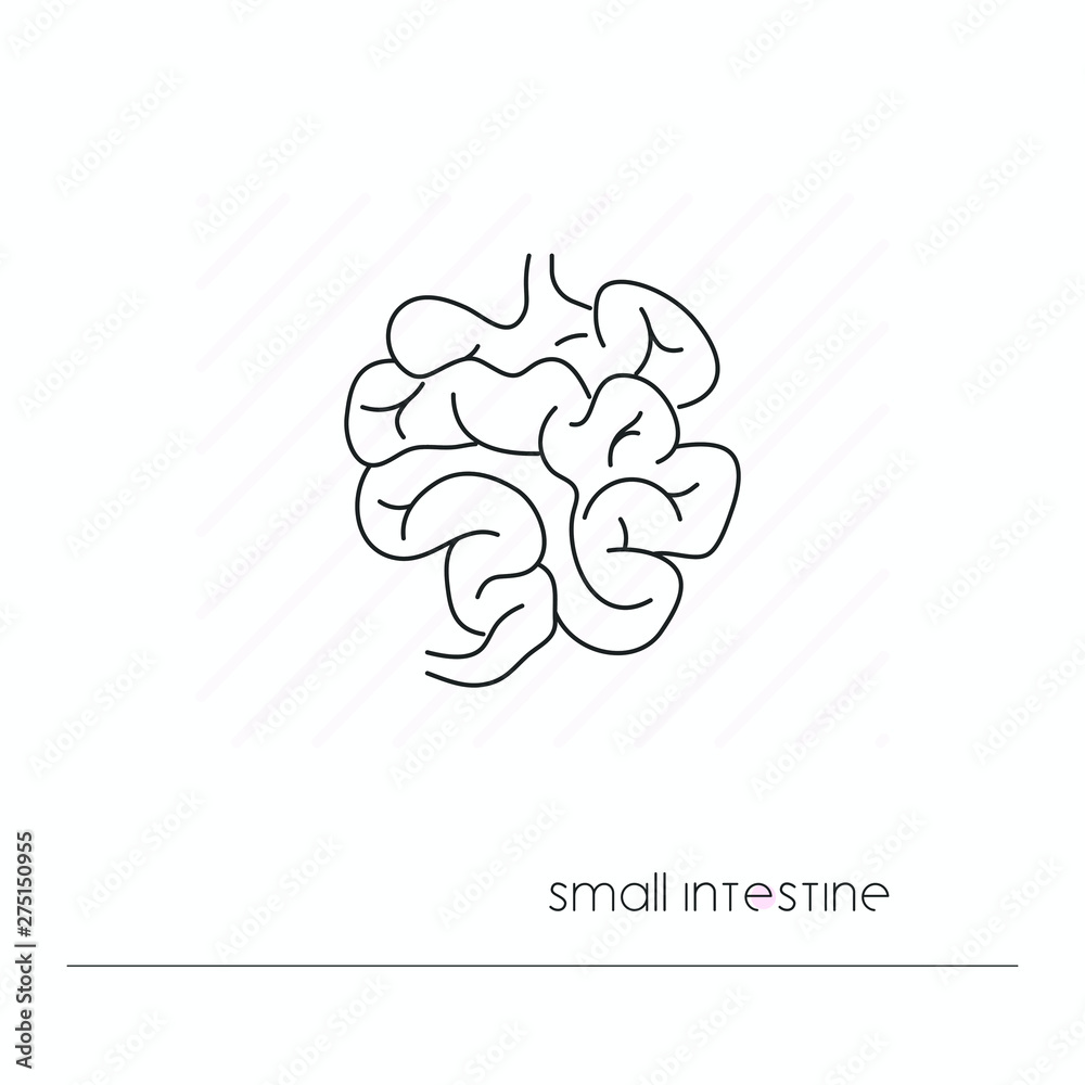 Small intestine icon isolated. Single thin line symbol of digestion ...