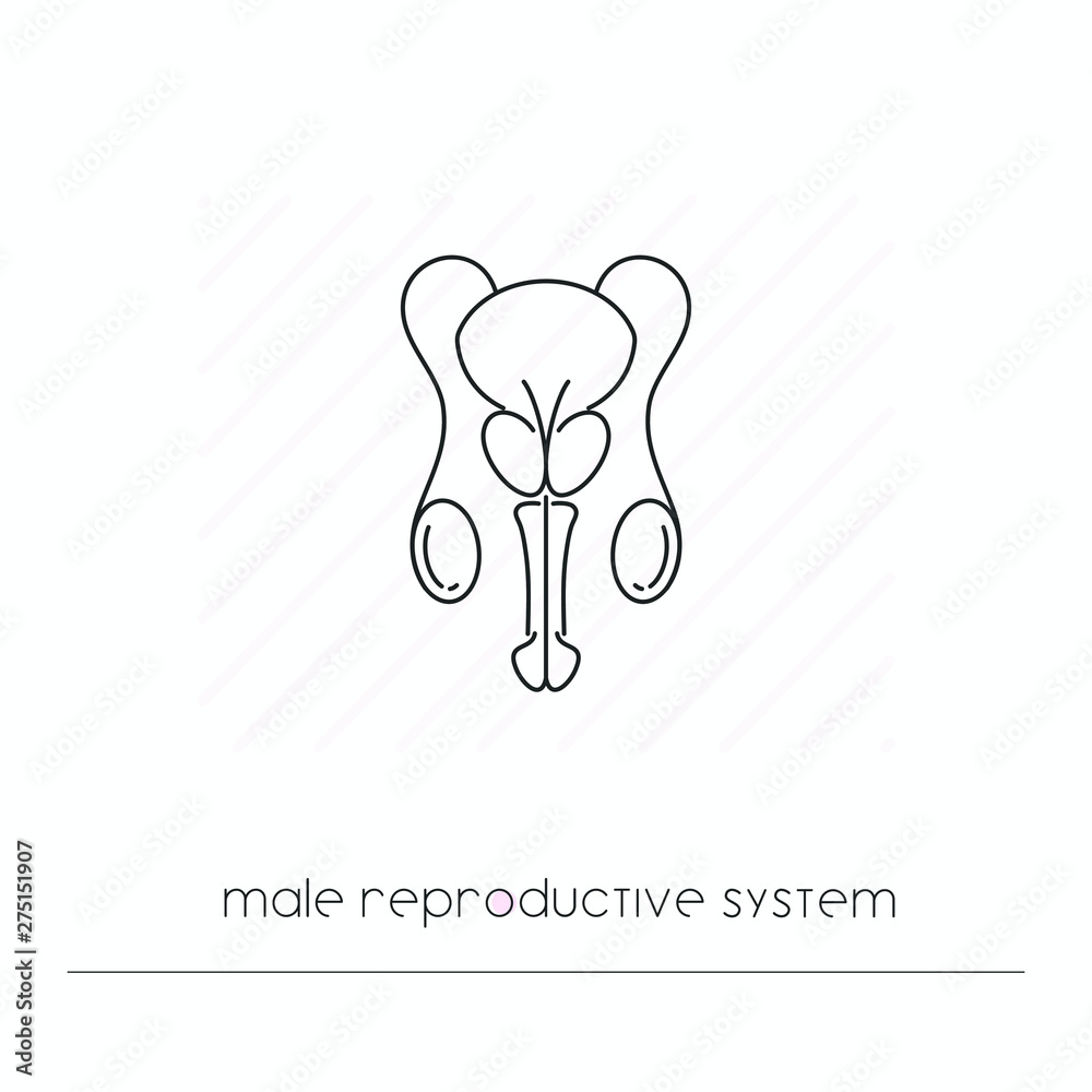 Male reproductive system icon isolated. Single thin line symbol of ...