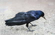 Crow On The Pavement Free Stock Photo - Public Domain Pictures