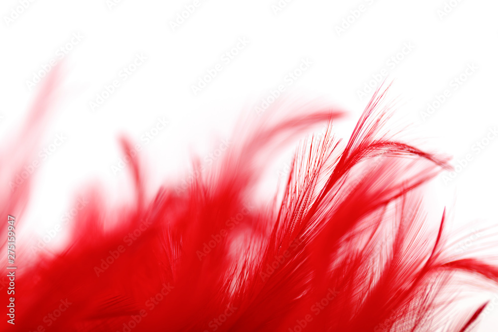 Red feather border on white background with copy space for text. Stock ...
