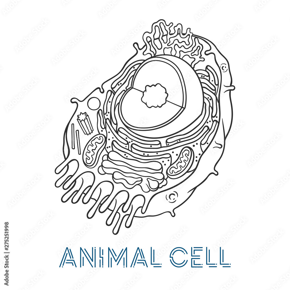 Vector sketching illustrations. Schematic structure of animal cell ...