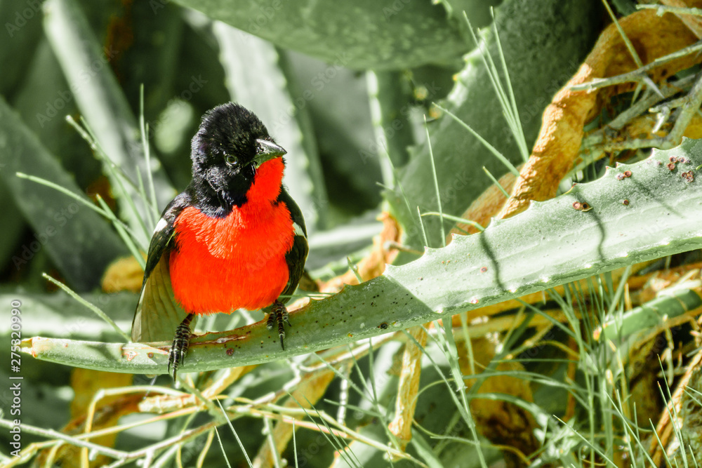 Crimson-breasted bou-bou shrike bird in Namibia, an extremely ...