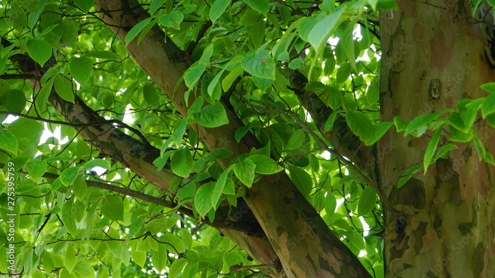 Japanese stewartia deciduous tree with bright green leaves on branches ...