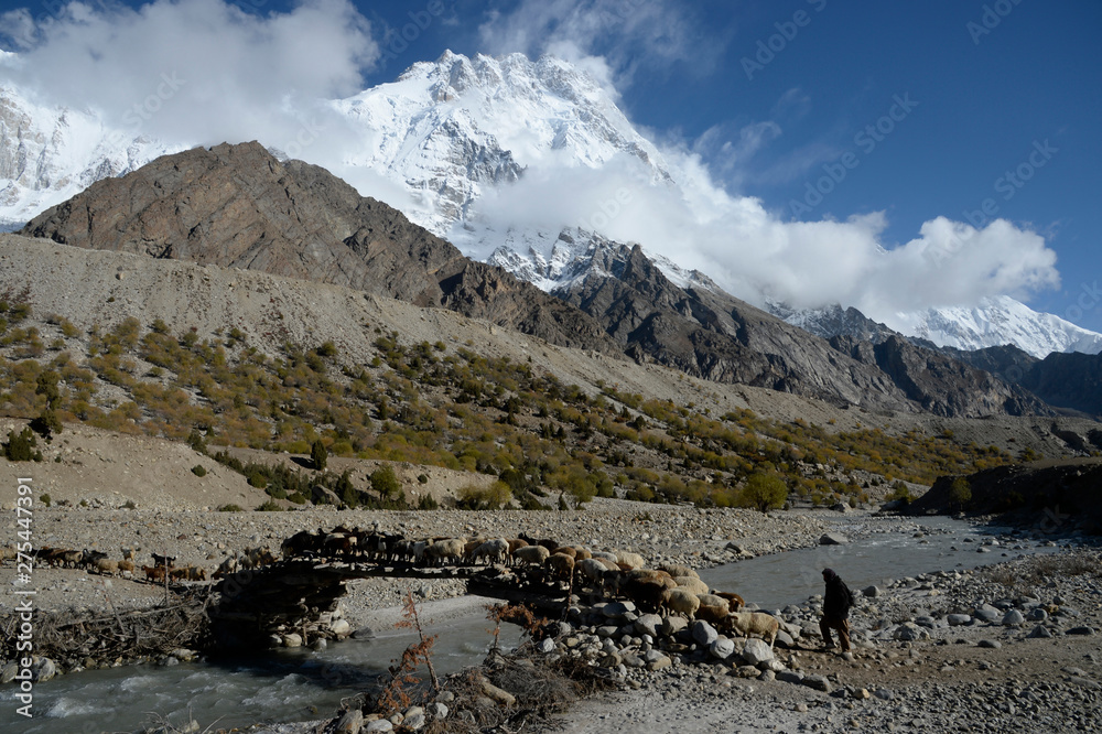Pakistan, Gilgit Baltistan area, a sheperd is crossing with his sheep ...