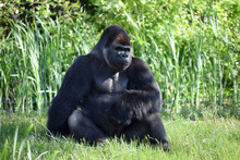 Gorilla Free Stock Photo - Public Domain Pictures