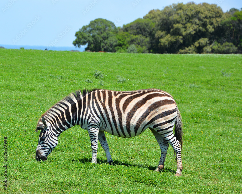 Zebra in the natural reserve of Brijuni (also known as Brioni) National ...