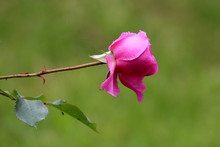 Pink Rose Fully Open Free Stock Photo - Public Domain Pictures